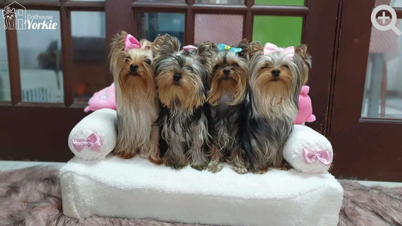 Cachorros de Yorkie en Colombia - Dollhouse Yorkie